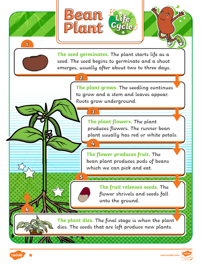 Bean Plant Life Cycle Explained | PDF | Seed | Flowers