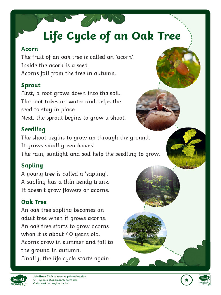 T L 53971 Little Acorns Life Cycle of An Oak Tree Differentiated ...