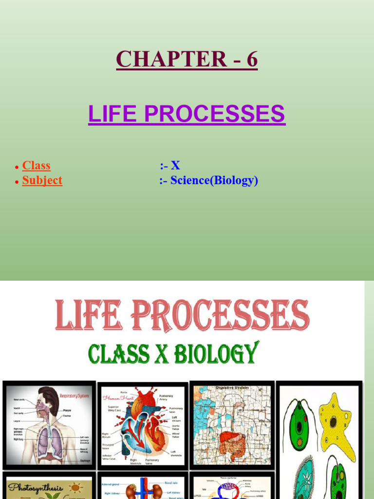 LIFE PROCESSES - PPT - Removed | PDF | Atrium (Heart) | Cellular ...