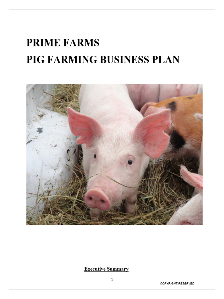 Agro-Afrika Pig Business Plan | PDF | Pig | Farms
