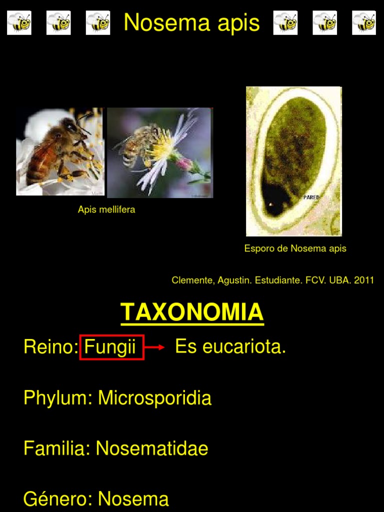 Nosema Apis