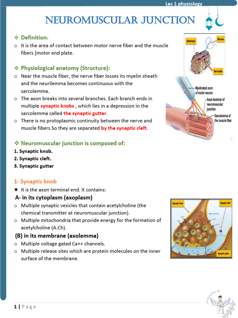 Neuromuscular junction | PDF | Neuromuscular Junction | Acetylcholine