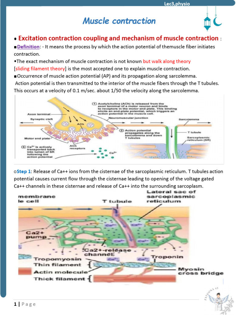 Muscle Contraction | PDF | Muscle Contraction | Cellular Respiration