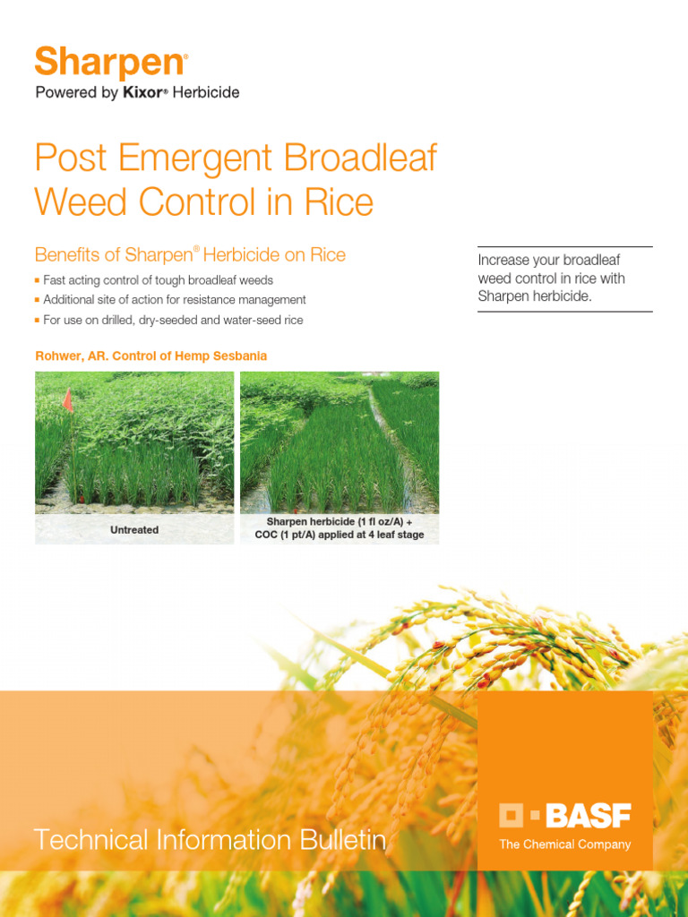 BASF TechBulletin Sharpen Rice MedRes | PDF | Herbicide | Rice