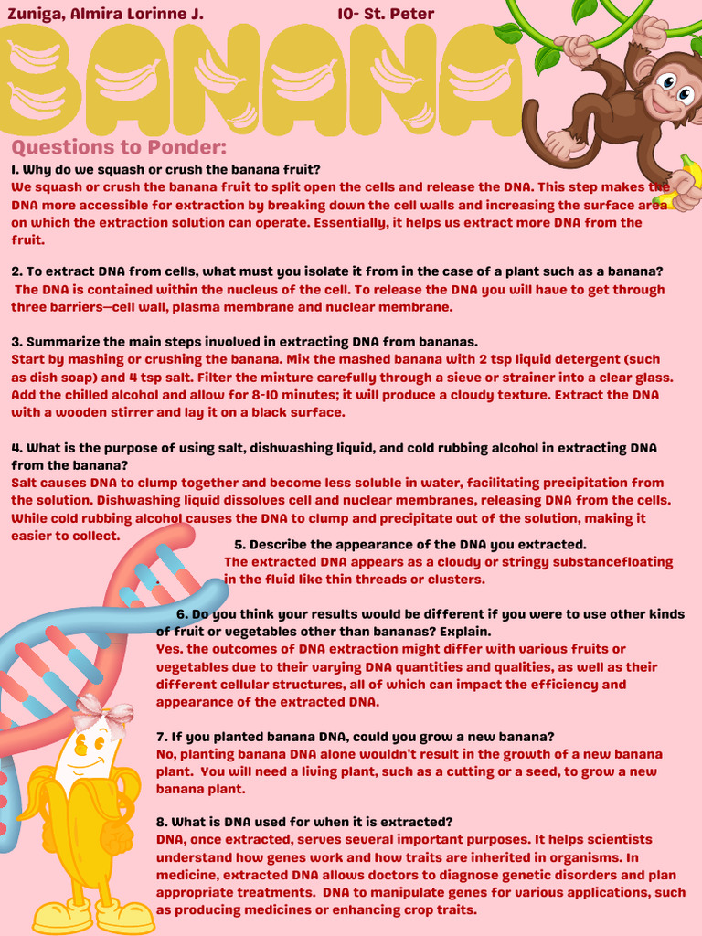 Dna Extraction | PDF | Banana | Cell (Biology)