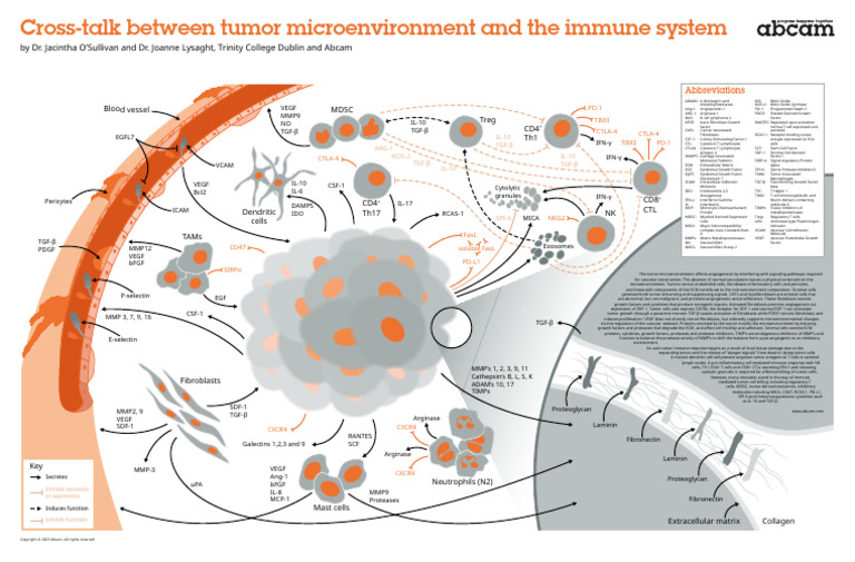 Tumor Microenvironment and Immunity Interaction | PDF | T Helper Cell ...