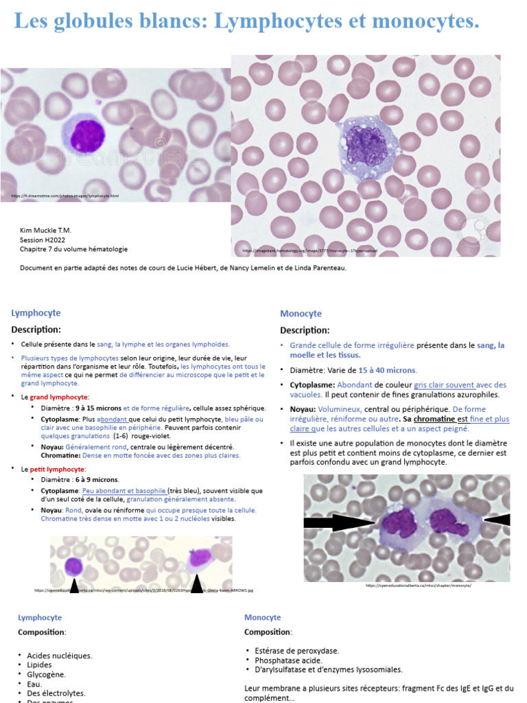 Les Globules Blancs Lymphocytes Et Monocytes | PDF | Système ...