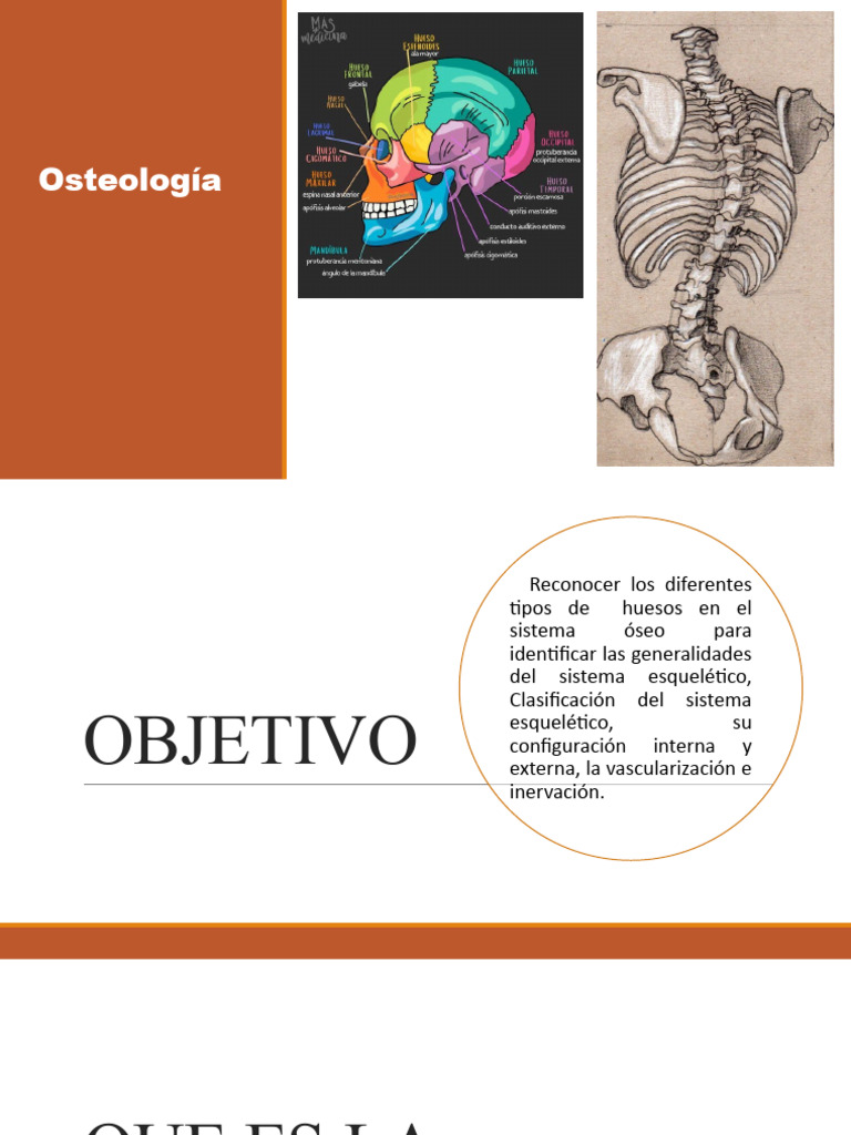 Unidad 2 Osteologia | PDF | Hueso | Sistema esquelético