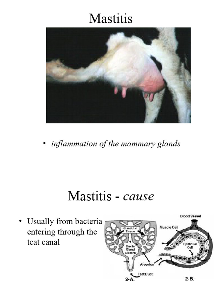 Mastitis | PDF