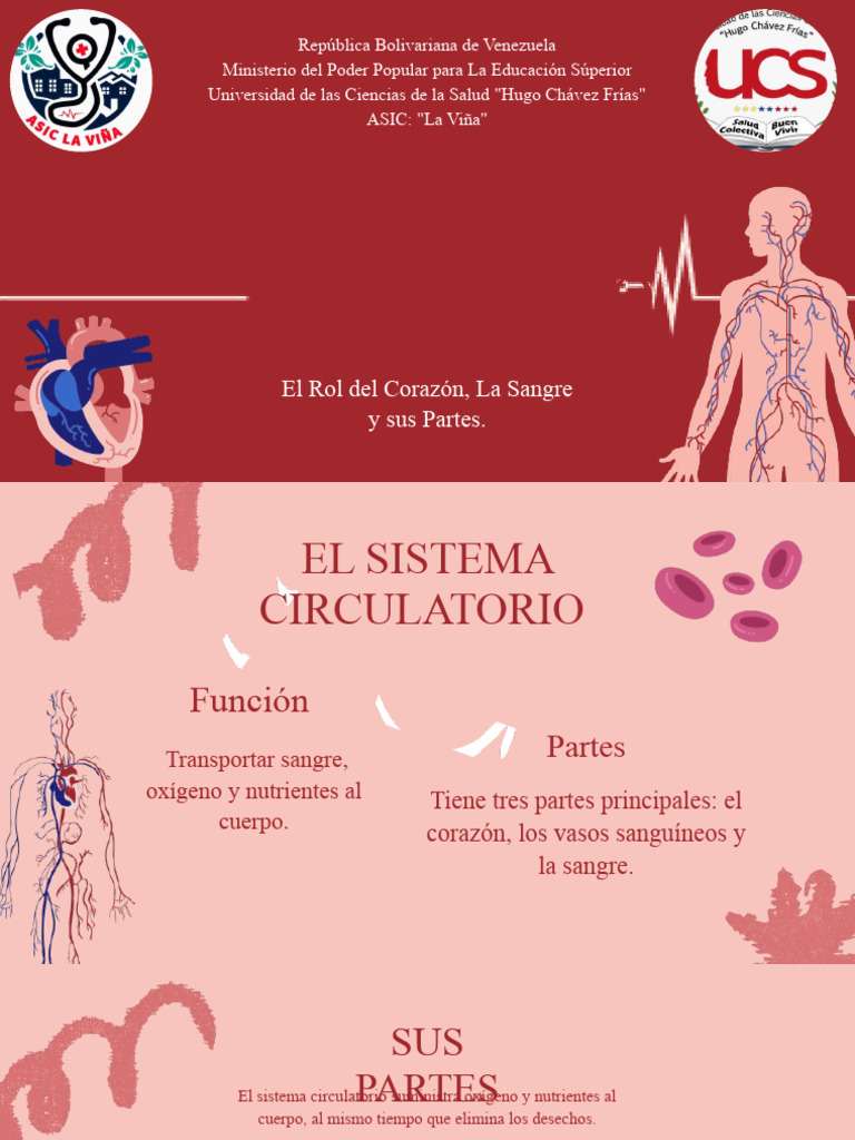 The Circulatory System Education Presentation in 0 Hand Drawn Lightly ...