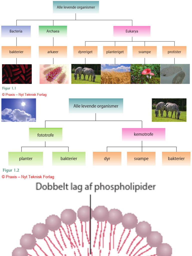 44049-1 Illustrationer Samlet Molekylær Biokemi | PDF