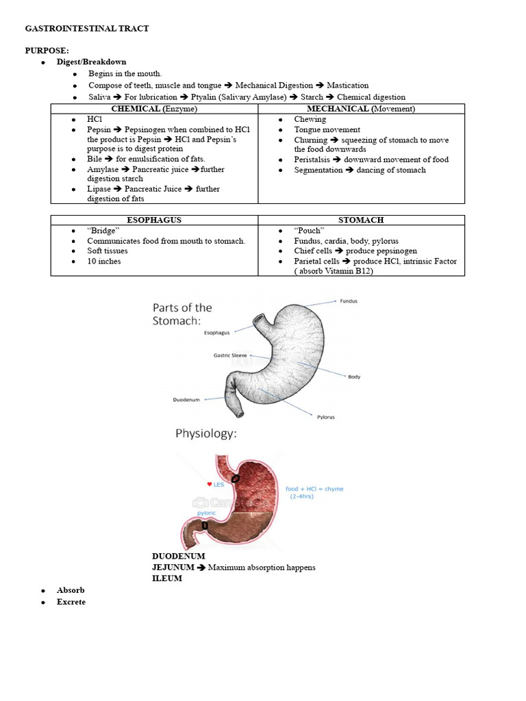 GASTROINTESTINAL TRACT | PDF | Digestion | Stomach