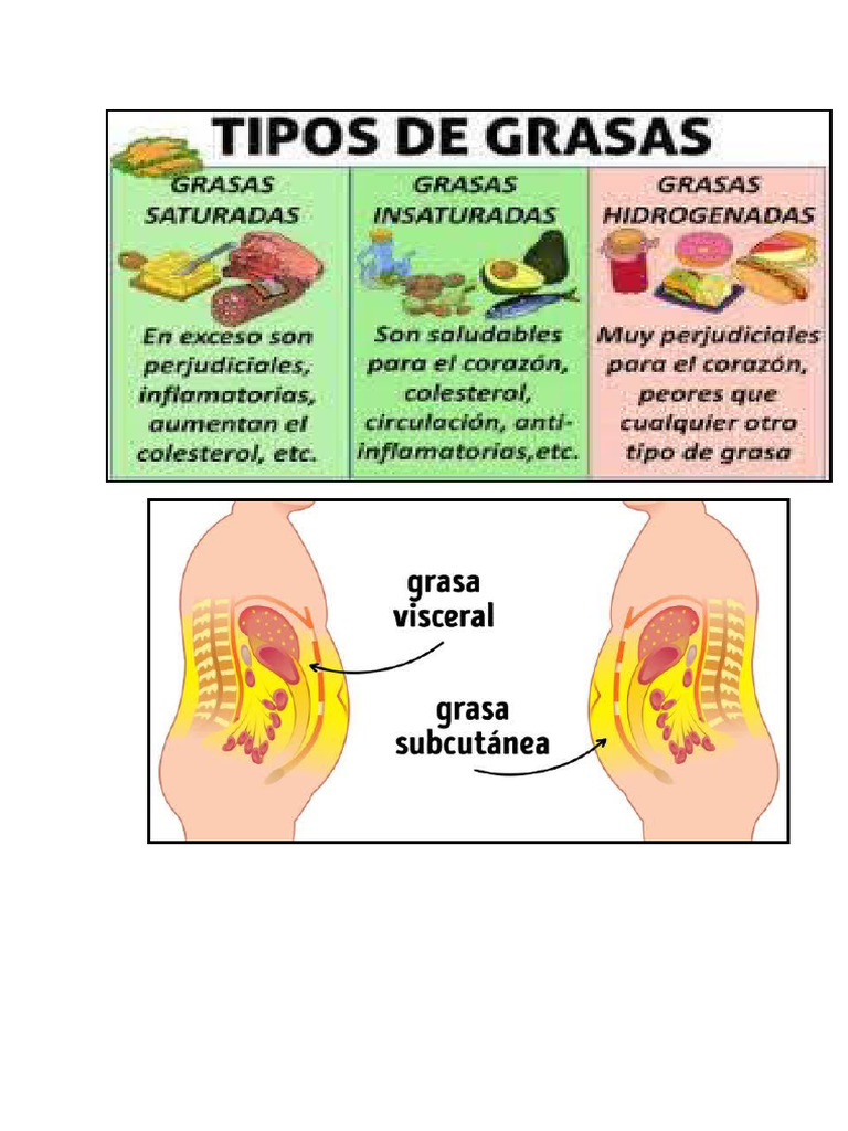 Las Grasas Al No Hacer Ejercicio Se Pega en Nuestro Cuerpo Llamado Subcutanea | PDF