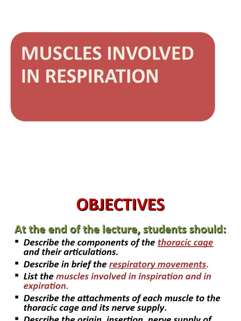 1 - Muscles Involved in Respiration | PDF | Abdomen | Thorax