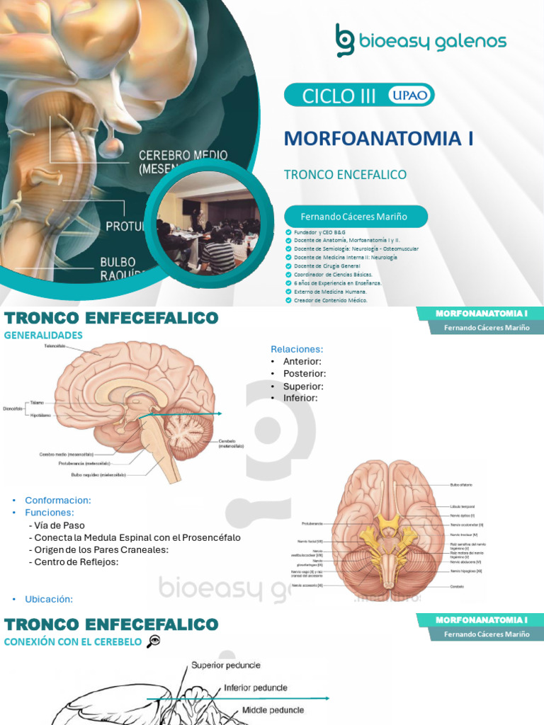 TRONCO ENCEFALICO B&G 2024-1 | PDF | Cerebelo | Cabeza y cuello humanos