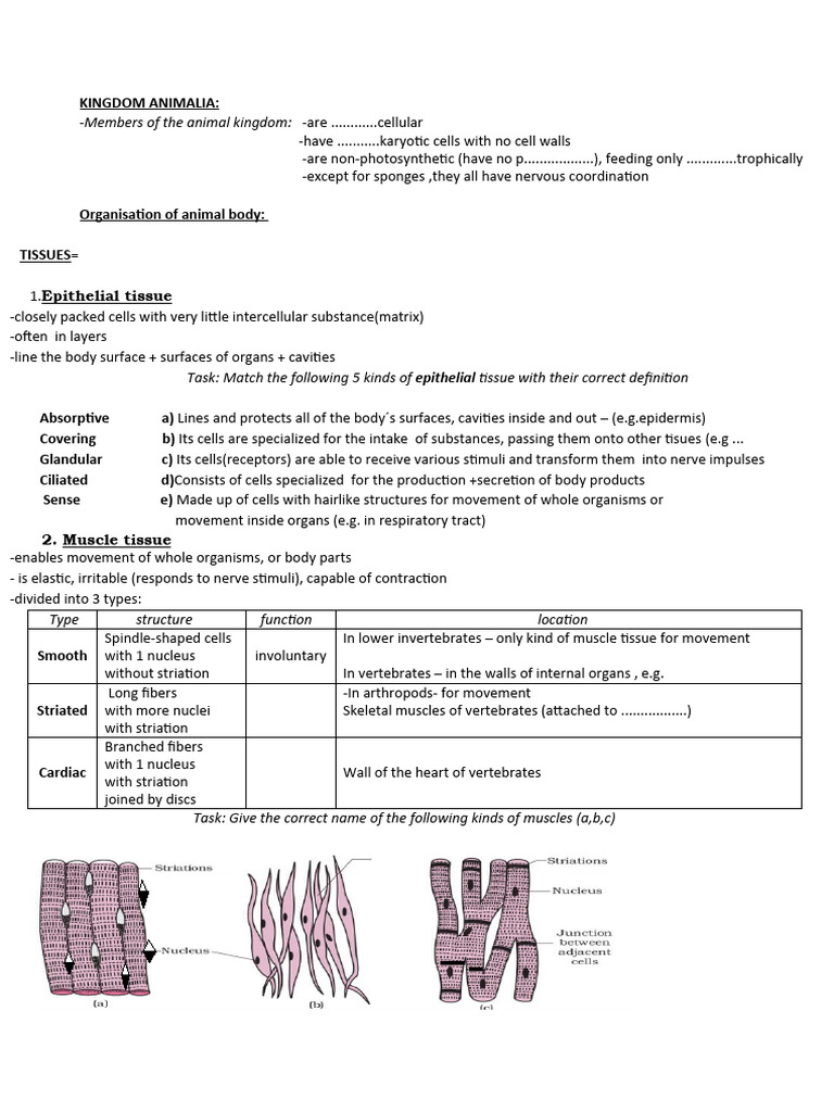 1.tissues - Worksheet | PDF | Neuron | Tissue (Biology)
