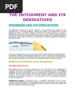 Animal Body Coverings Explained | PDF | Feather | Skin