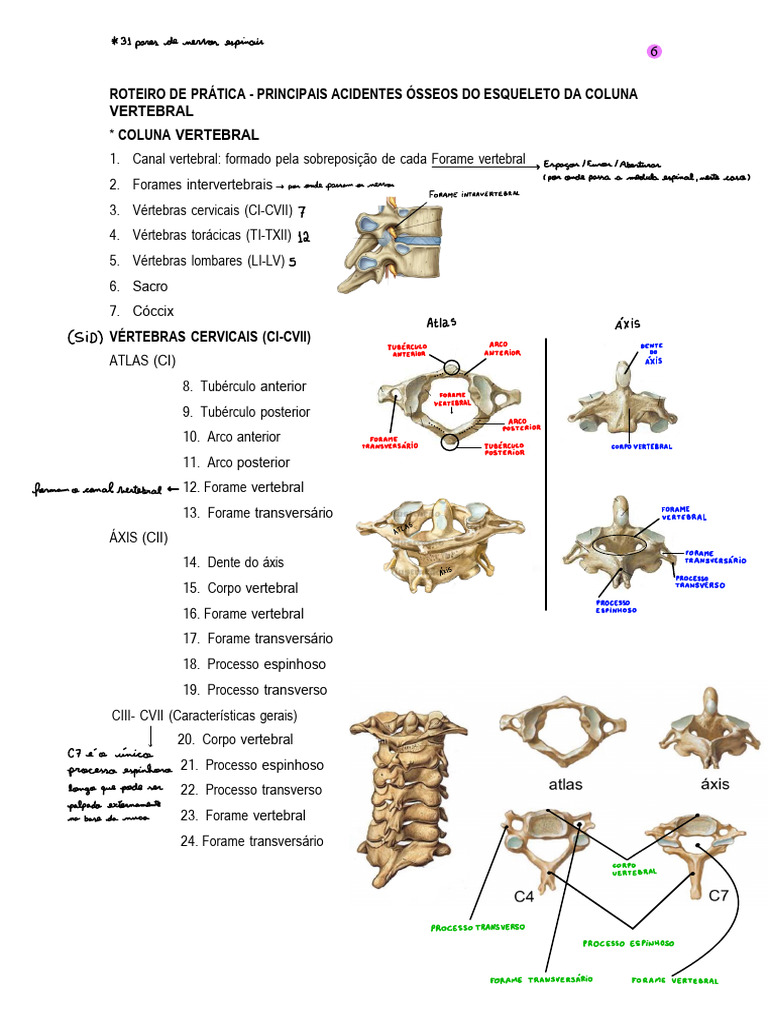 Roteiro de Anatomia 3 | PDF | Vértebra | Coluna vertebral