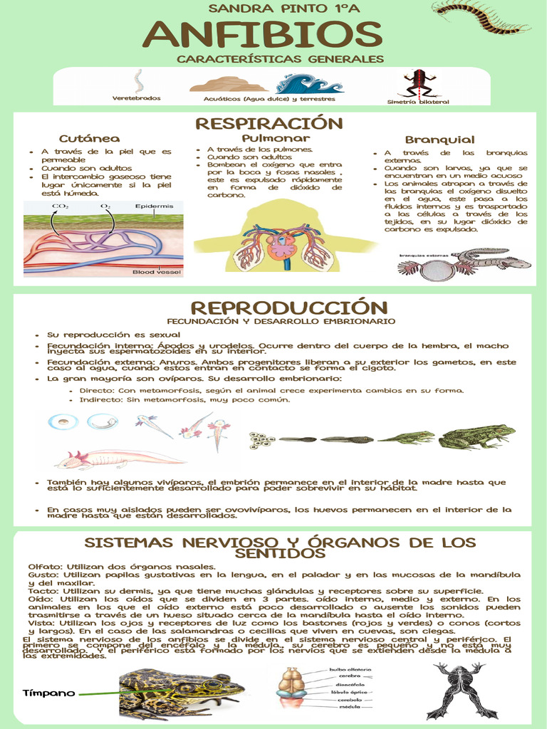 Infografía 2 | PDF | Anfibio | Branquia