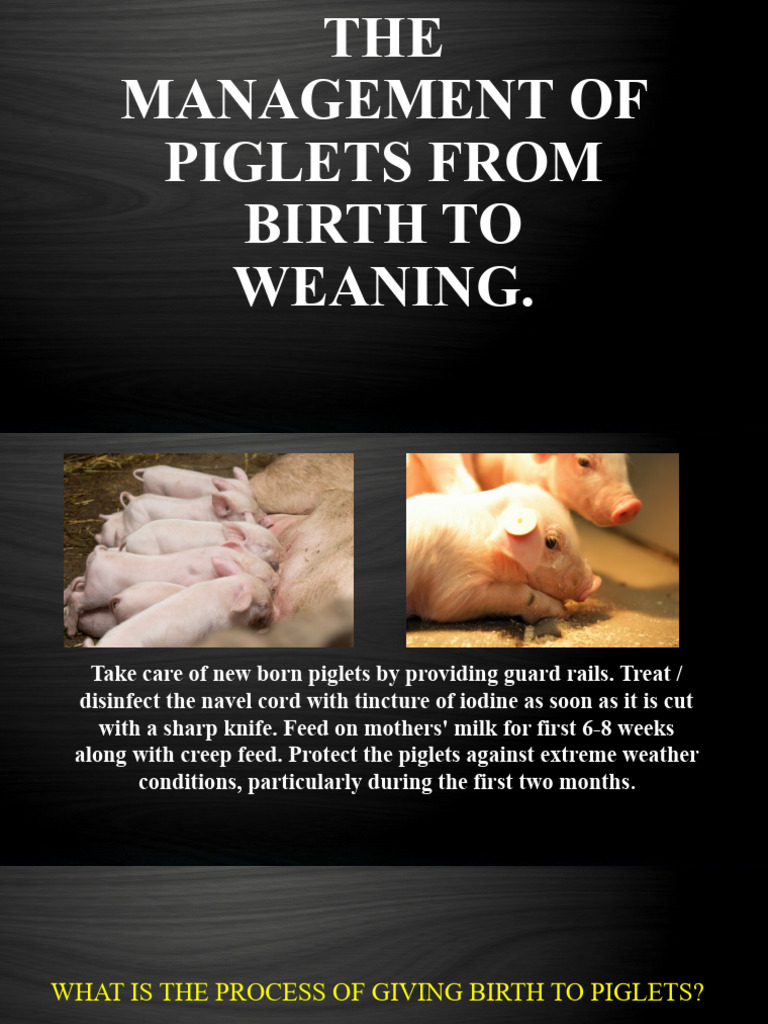 Management of Piglets: Birth to Weaning | PDF | Pig | Weaning