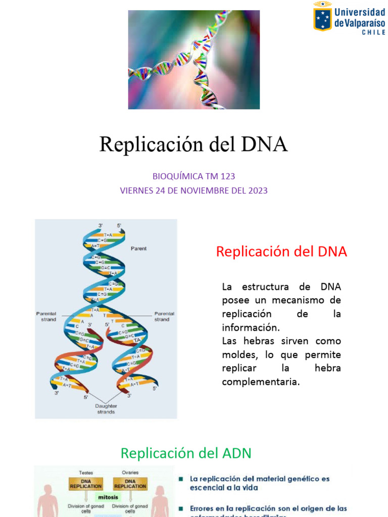 Replicación | PDF | Replicación De Adn | Adn