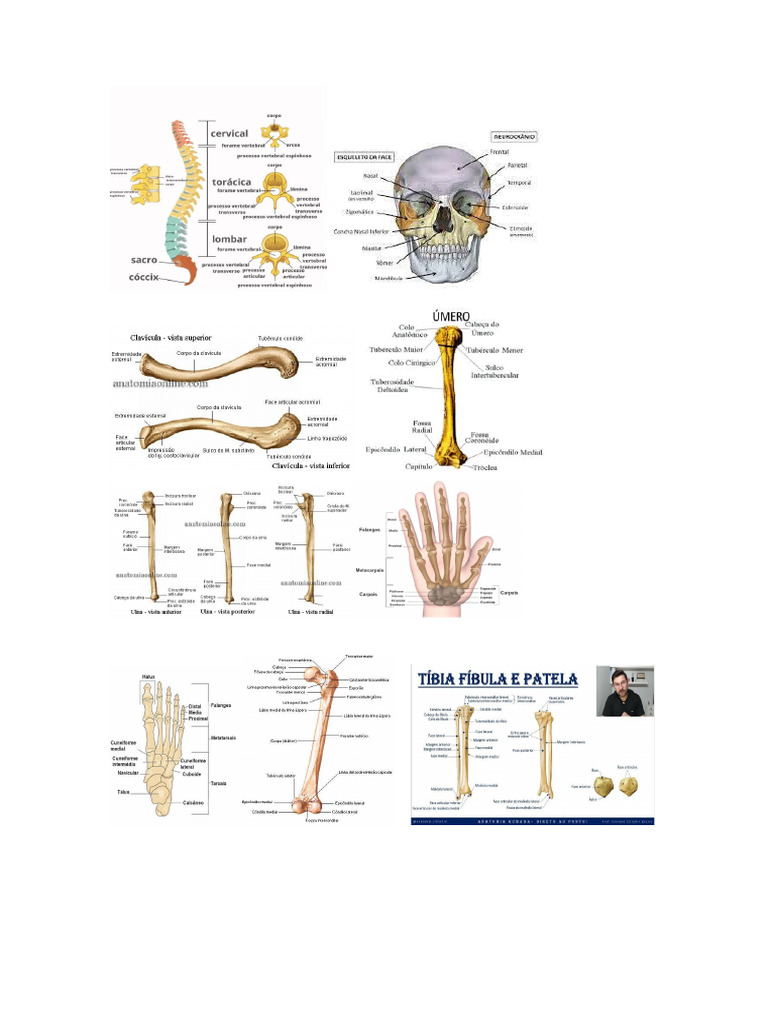 Anatomia Img | PDF