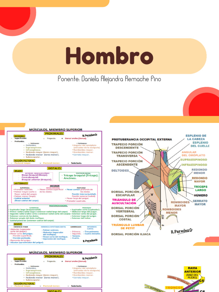 Anatomía Del Hombro | PDF | Hombro | Tejido suave