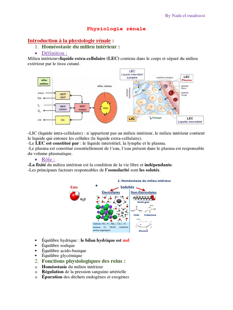 Physiologie rénale : Homéostasie et fonctions | PDF | Appareil urinaire ...