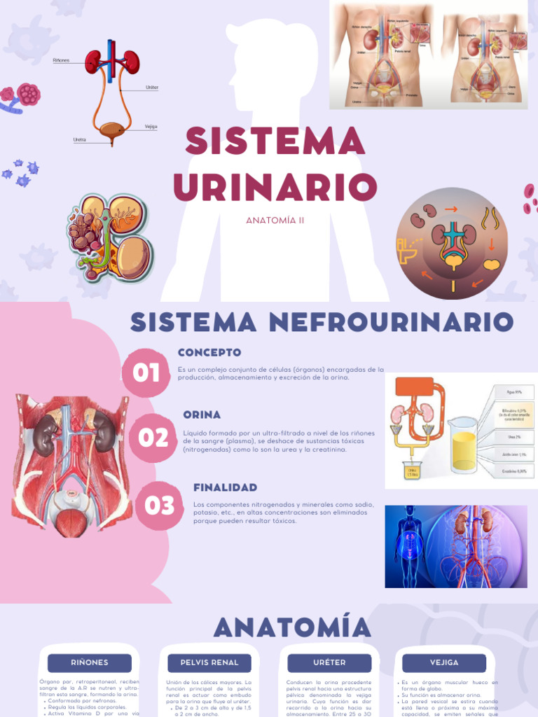 sistema urinario | PDF | Riñón | Sistema urinario