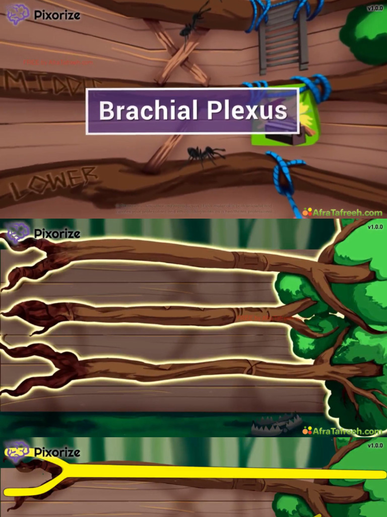 Spinal Tracts Pixorize | PDF