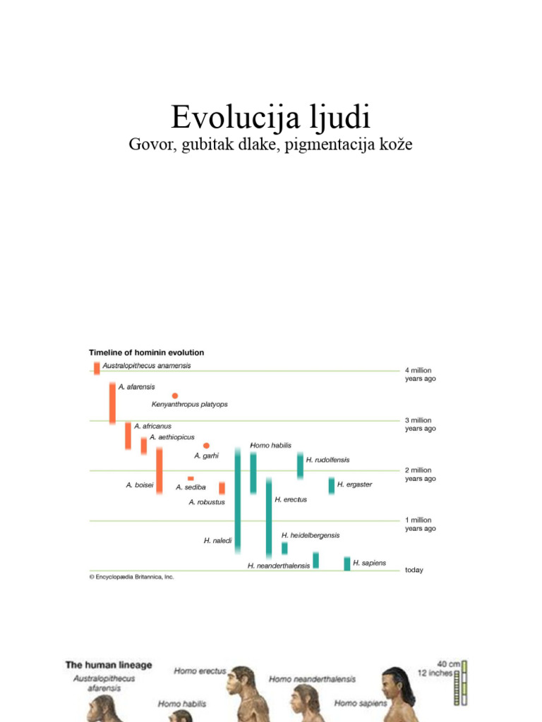 Evolucija Ljudi | PDF