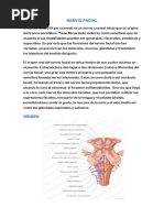 Ubicación y función del ganglio geniculado | PDF | Anatomia animal ...