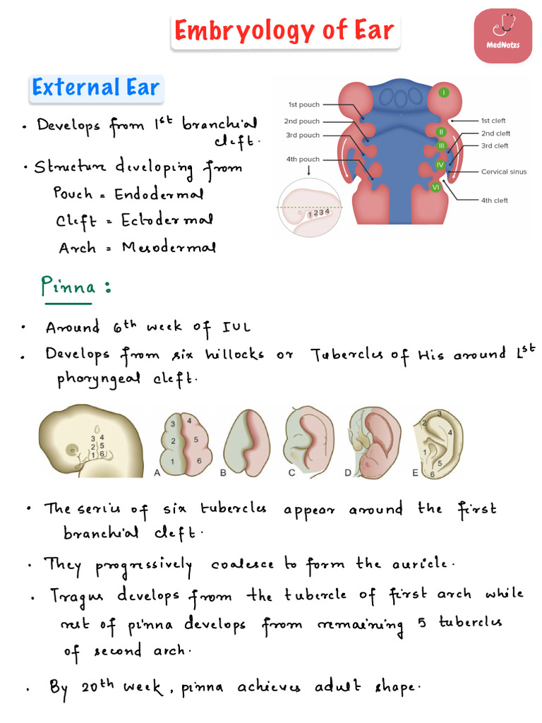 Embryology of Ear | PDF | Ear | Anatomy