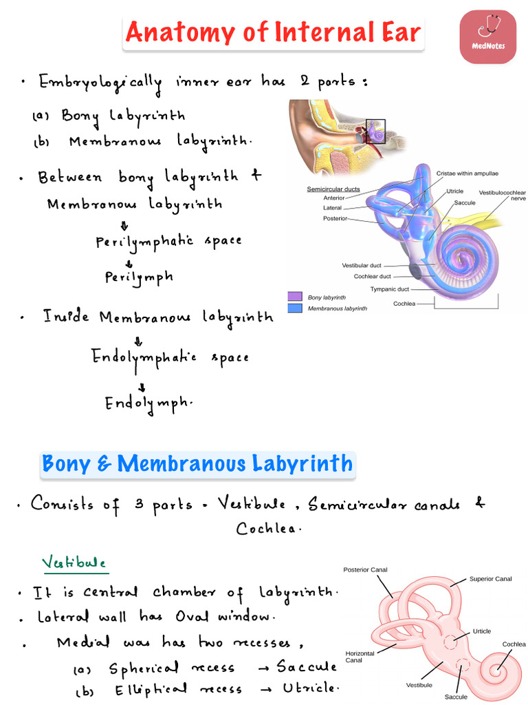 Anatomy of Internal Ear: Mphatic | PDF | Hearing | Auditory System