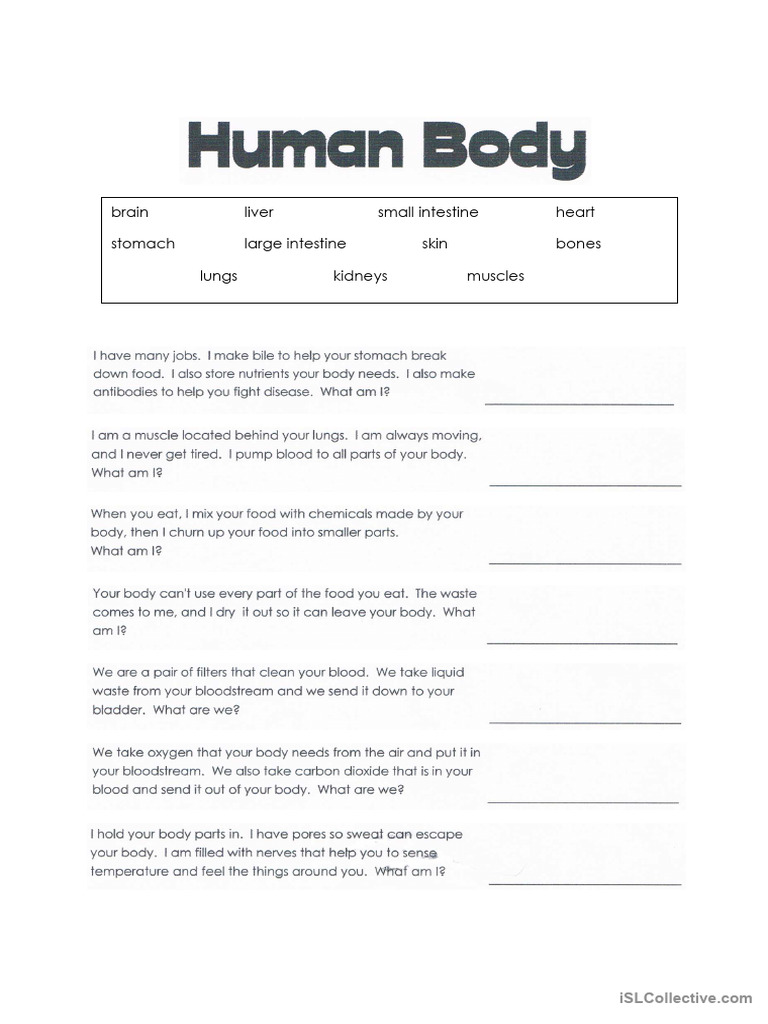 Human Body Organs Guide | PDF