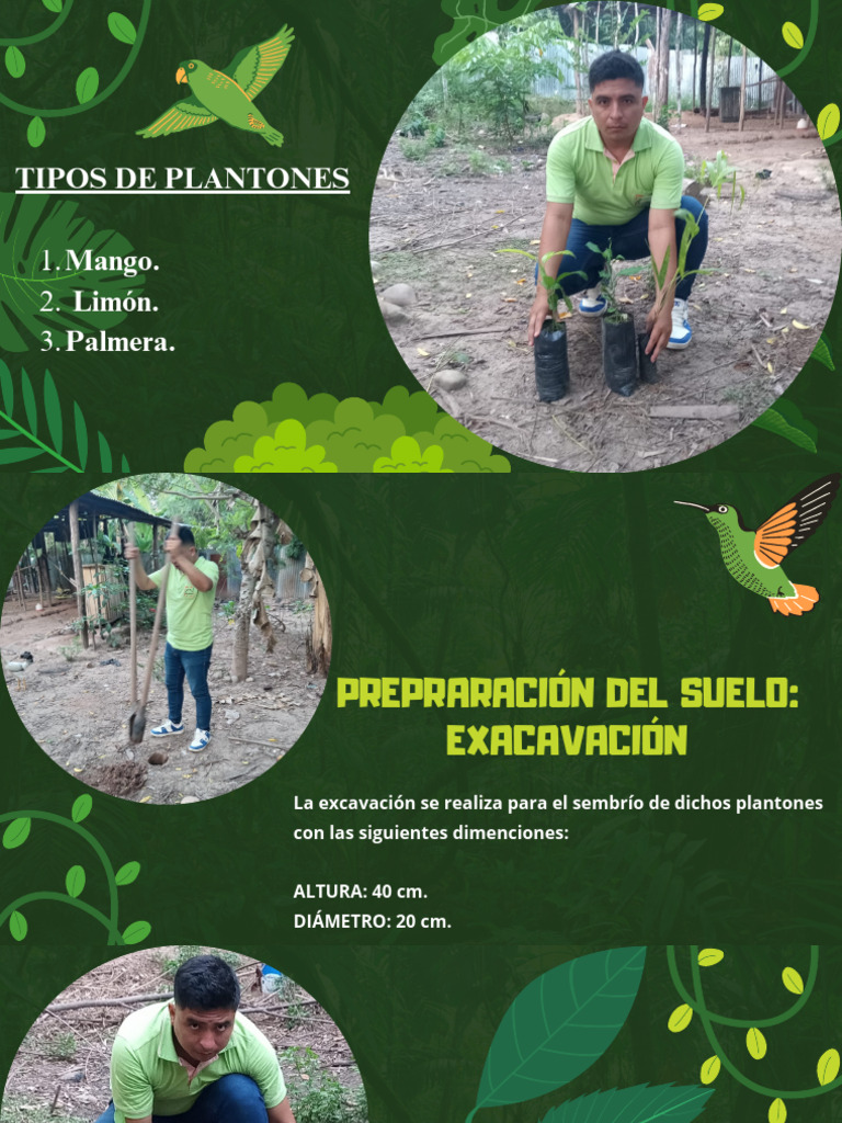 Tipos de Plantones | PDF