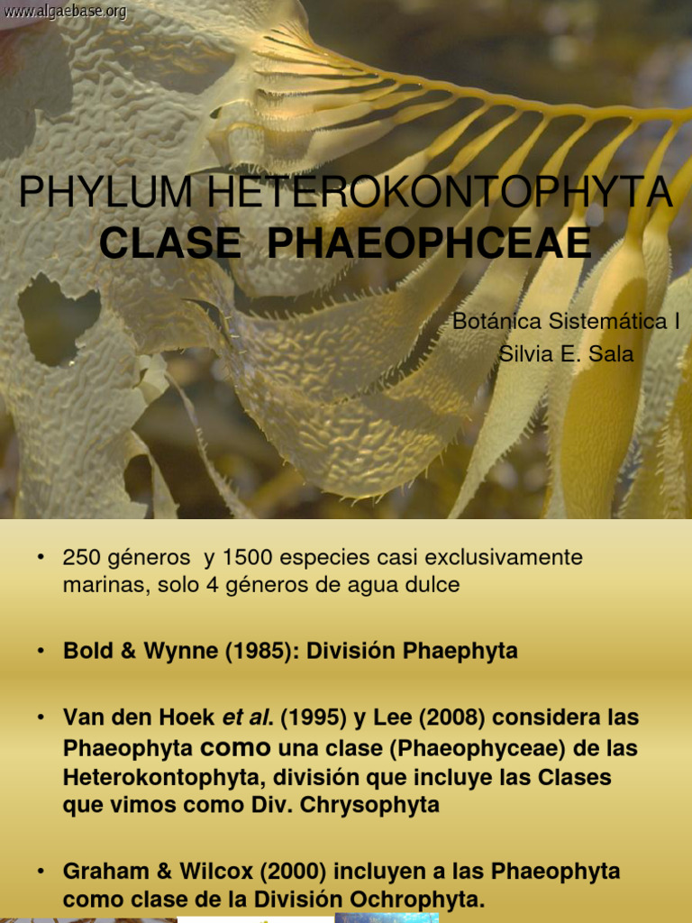 Hetreocontophyta Clase Phaeophyceae | PDF | Espora | Biología