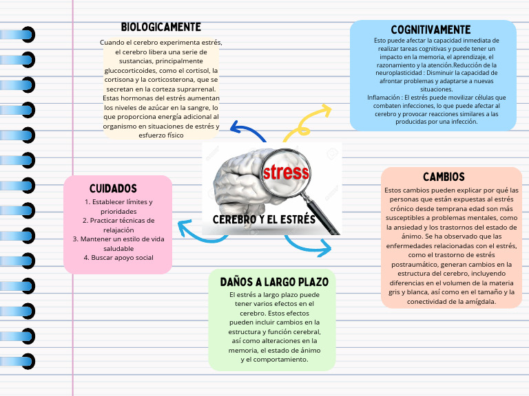 Efectos del Estrés en el Cerebro | PDF | Estrés (biología) | Cerebro