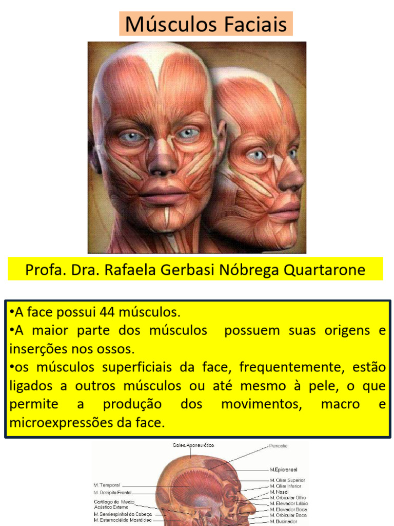 Aula 6 - Musculatura Facial, ATM OK | PDF | Rosto | Músculo