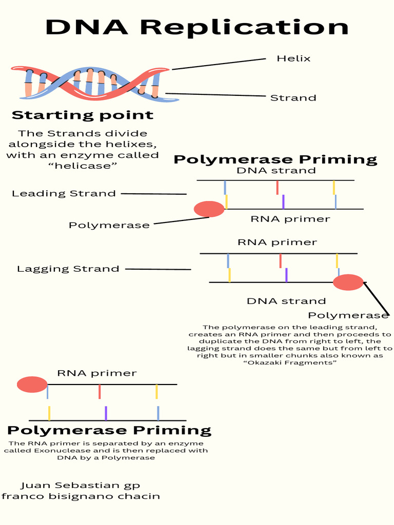 Dna_replication | PDF