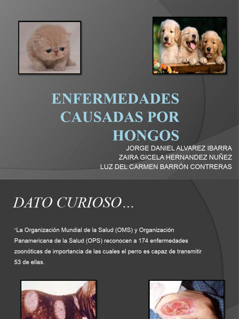 Bacter Hongos EXPO | PDF | Micotoxinas | Candida (hongo)