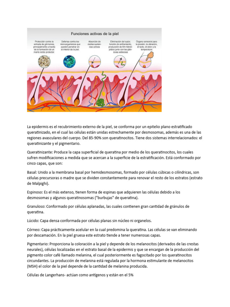 expo histo piel | PDF | Epidermis | Piel