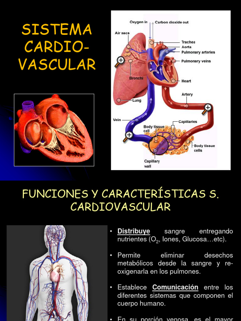 Clase Fisiología Sistema Cardiovascular 1 | PDF | Electrocardiografia ...