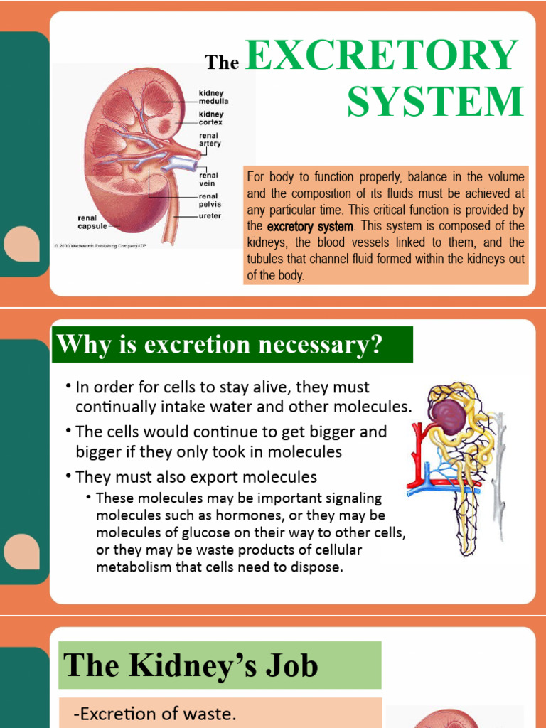 Excretory System | PDF | Kidney | Urinary System