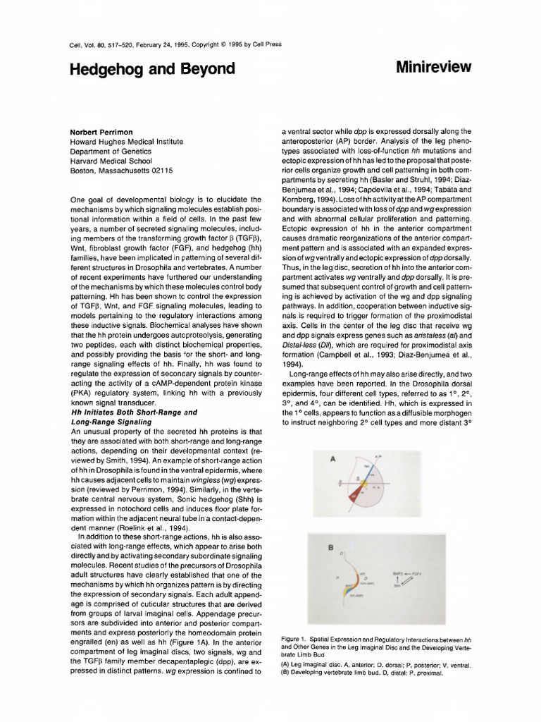 1995 Cell Perrimon | PDF | Cell Signaling | Biotechnology
