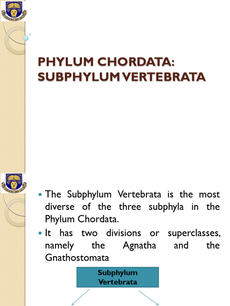 Phylum Chordata 2 | PDF | Vertebrates | Fish