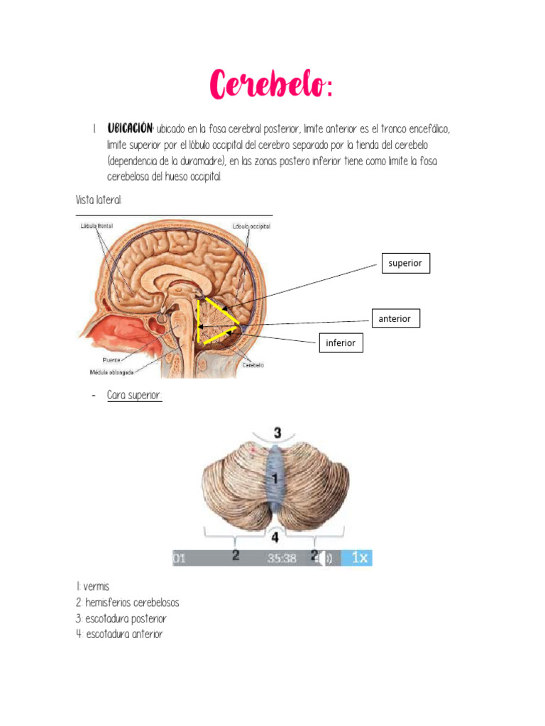 cerebelo neuro | PDF | Cerebelo | Anatomía humana