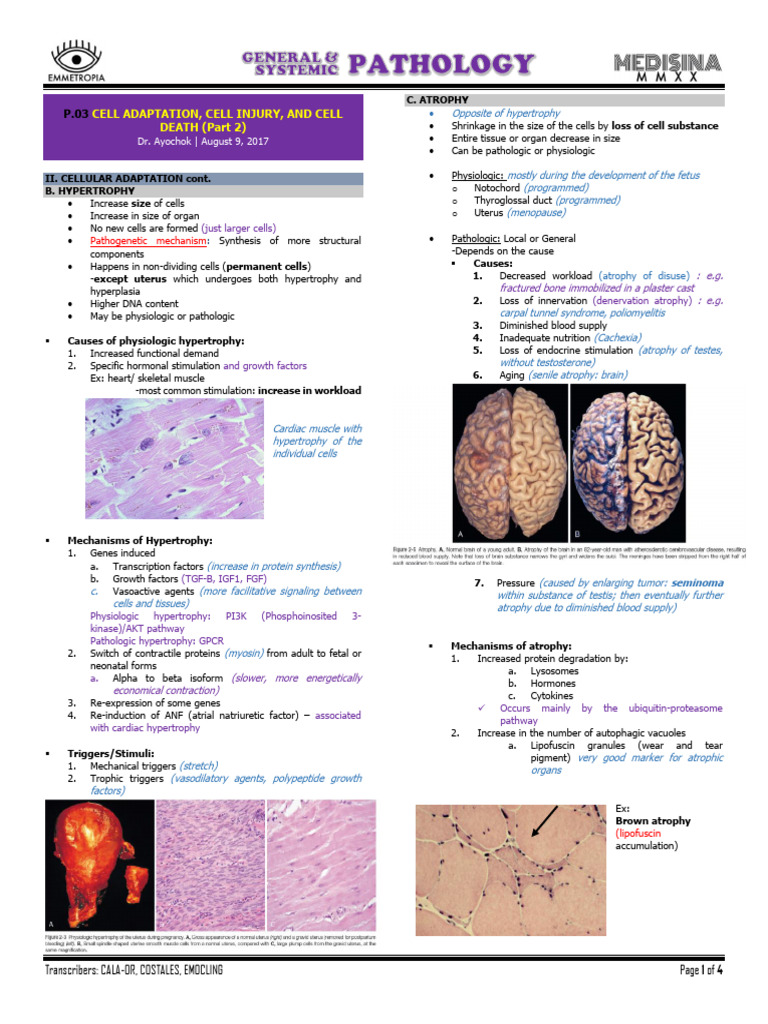 Cell Adaptation and Injury Mechanisms | PDF | Epithelium | Atrophy