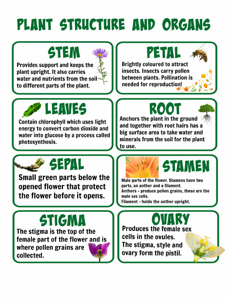 Biology Plant Structure Revision Cards | PDF