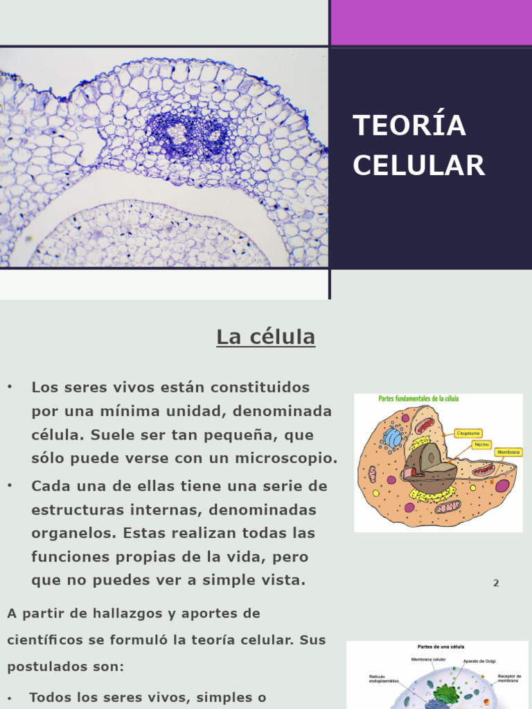 Teoría celular y tipos de células | PDF | Biología Celular) | Plantas